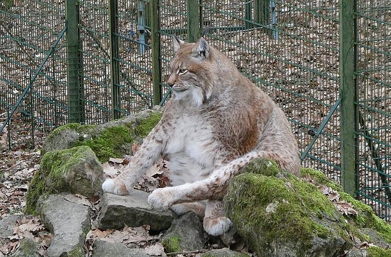 Der fette Luchs aus Schweinfurt wird zum Meme einer Fastfood-Kette ...